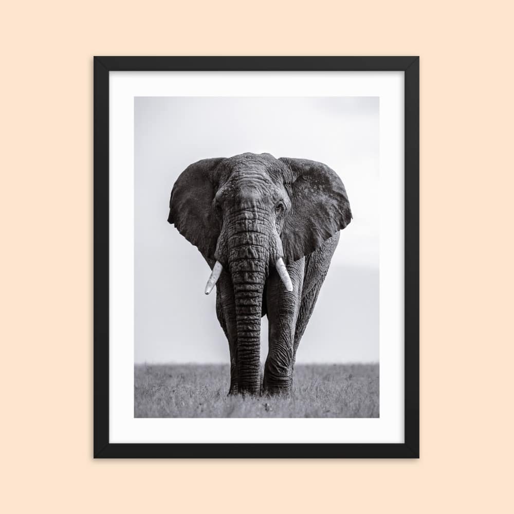 'Solo Elephant' framed art print • Pacific Lotus Corps